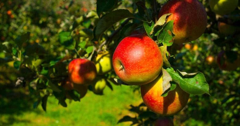 5 Fun Things to Do in Des Moines With Kids Outdoors