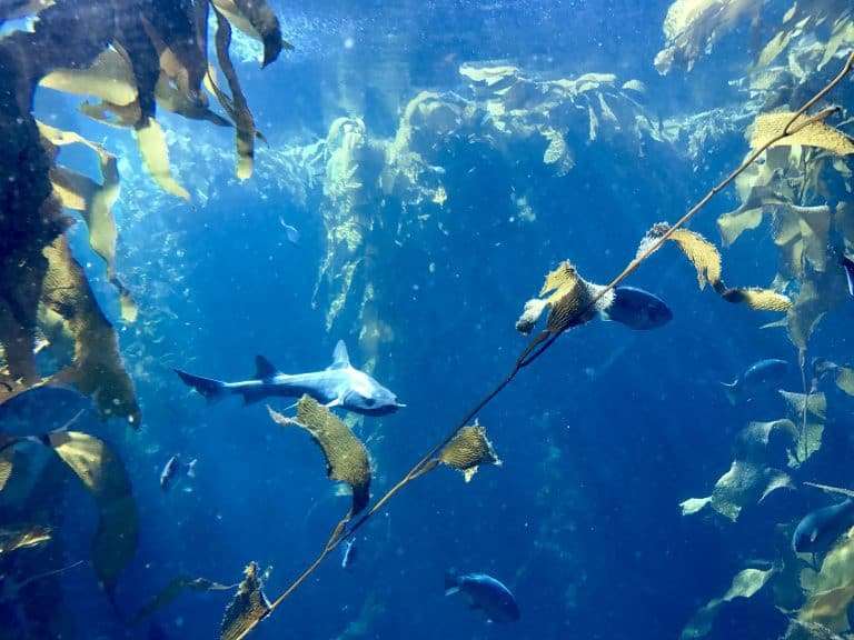 Monterey Bay Aquarium is a must for families when in Cannery Row and ...