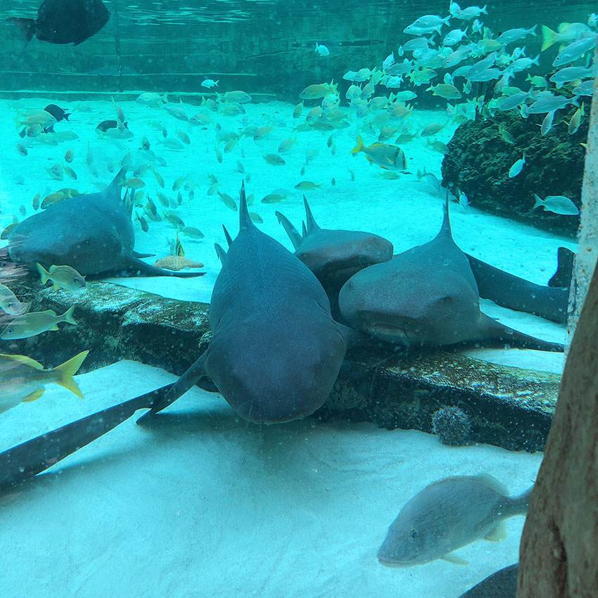 10 Reasons Why I Will Keep Coming Back to Grand Hyatt Baha Mar in the ...