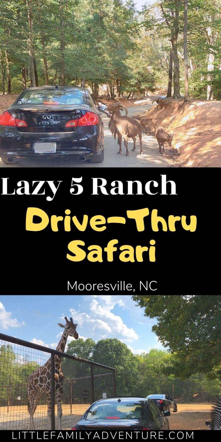 Go on Safari in Mooresville, NC - Visit Lazy 5 Ranch
