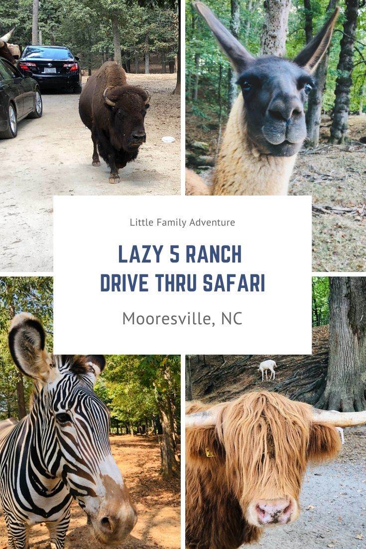 Go on Safari in Mooresville, NC - Visit Lazy 5 Ranch
