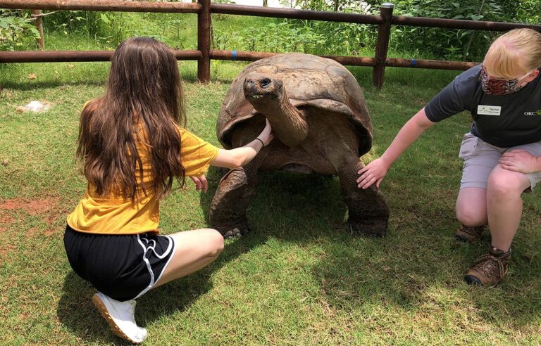 Go Wild With These 6 OKC Zoo Animal Experiences