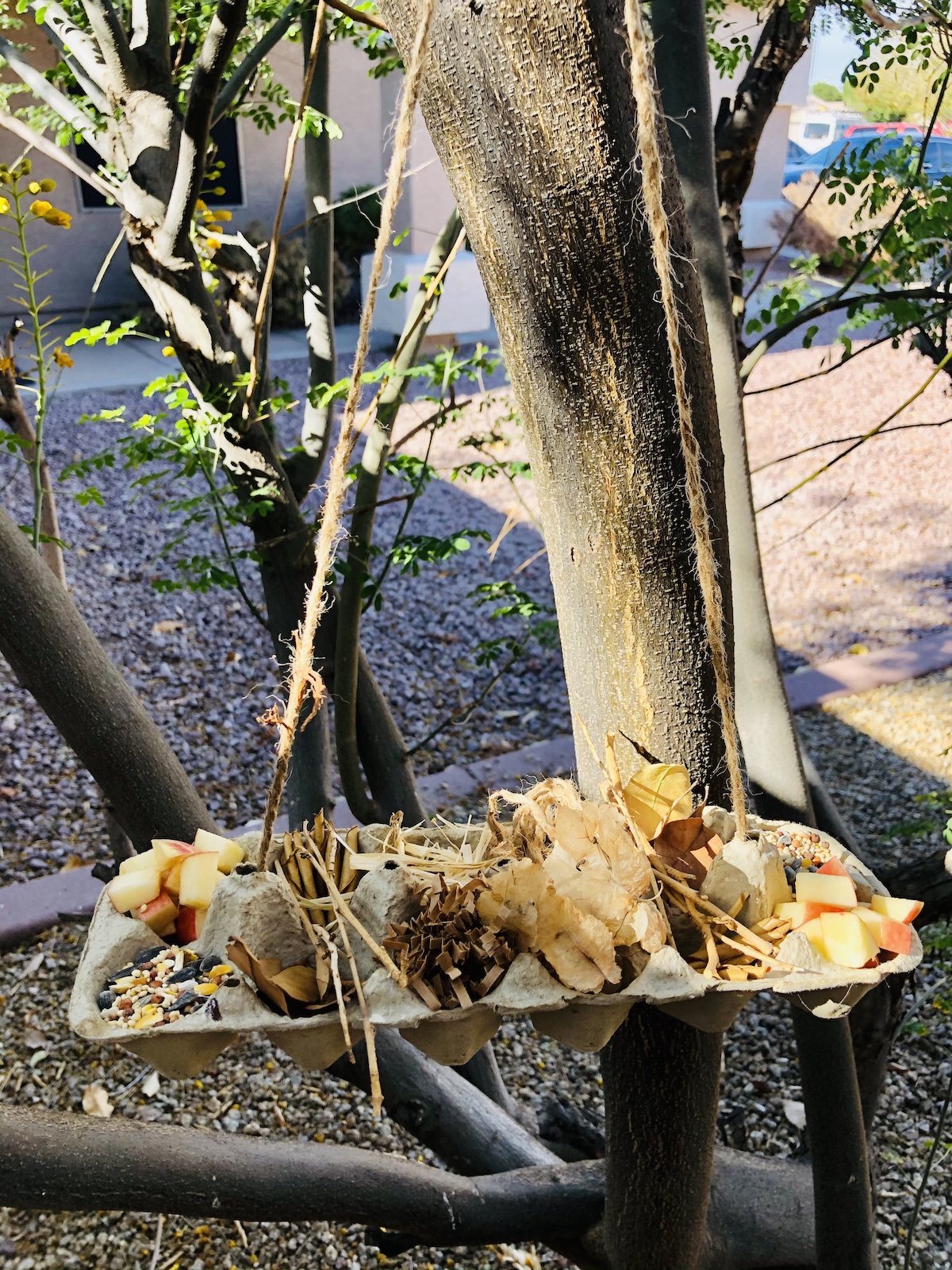 How to Make an Egg Carton bird feeder and Nesting Station with Your kids
