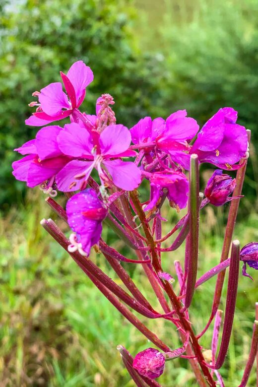 See Anchorage and its Wildlife Along the Tony Knowles Coastal Trail