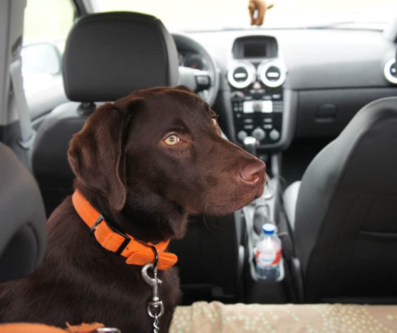 Planning Safe Family Road Trips with Pets: A Complete Checklist