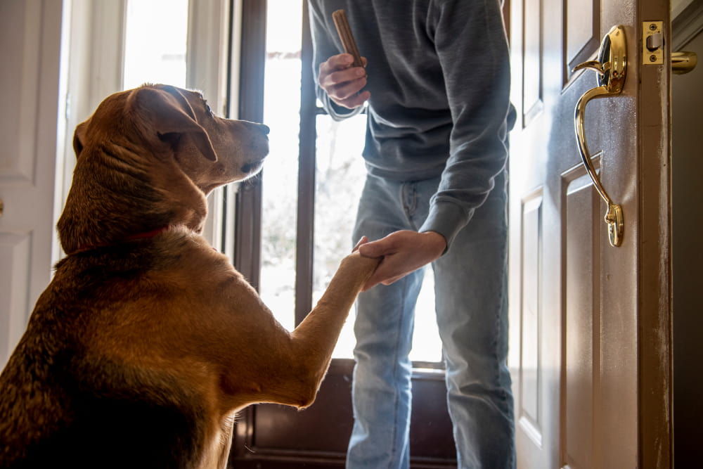 Simplifying The Transition Into Pet Parenthood - 10 Important Tips for ...