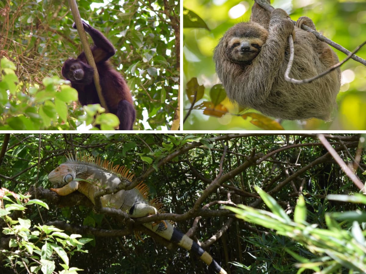 Unlock the Magic of Costa Rica: Discover the Best Time to Fly to Paradise