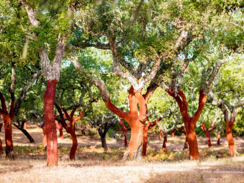 Discover Portugal's Great Outdoors: Family Activities for Every Season