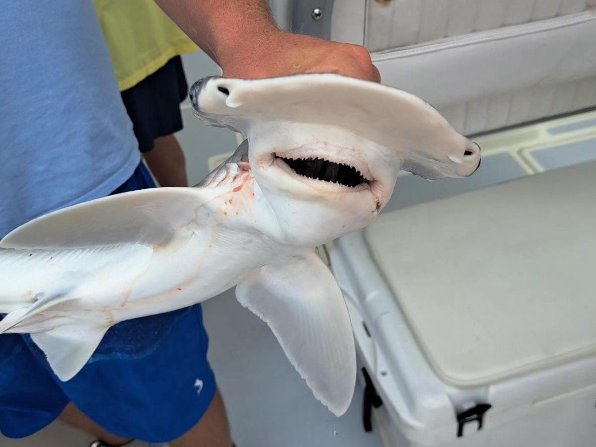 Unlock the Secrets of Amelia Island with this Family-Friendly Adventure ...