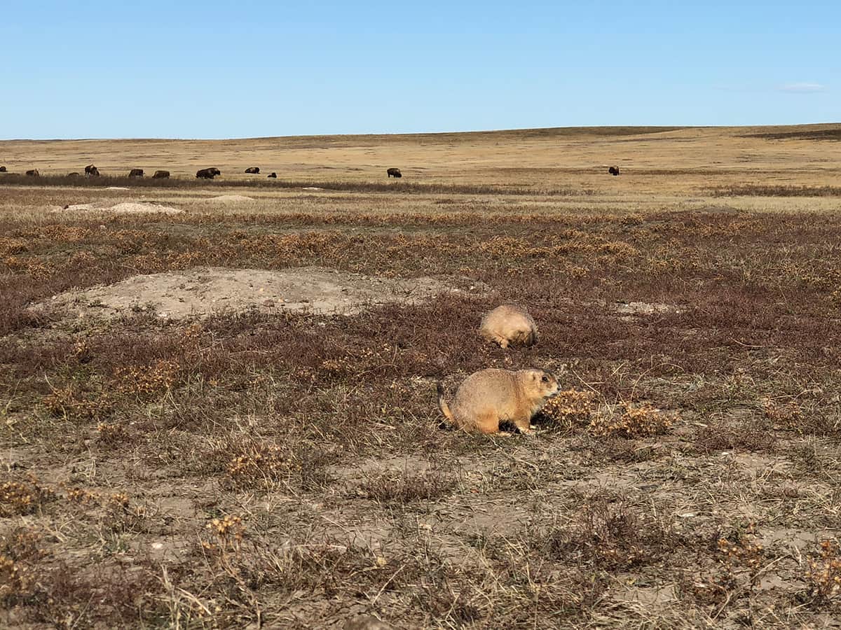 Discovering the Badlands with Teens: Ultimate Family Travel Guide