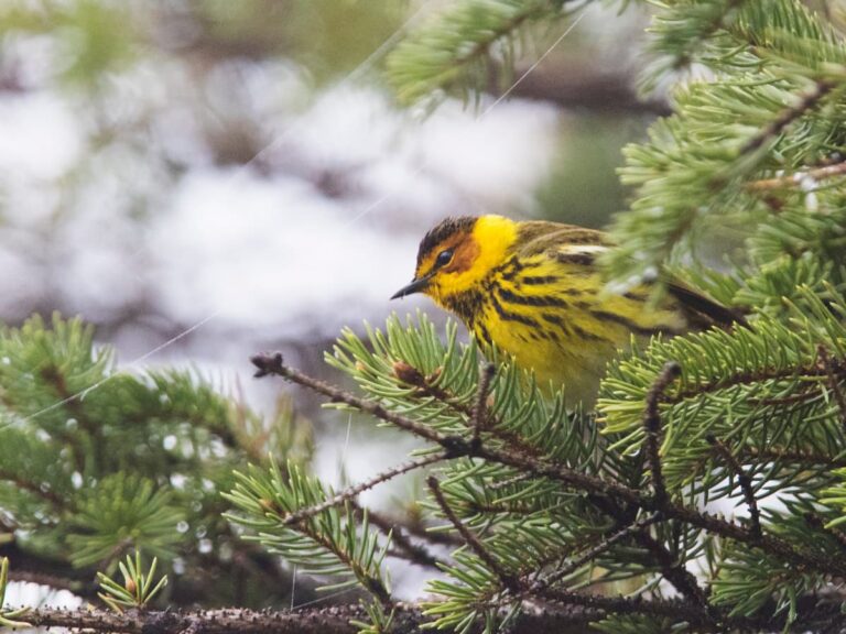 8 Must-Do Family Activities Near Cape May You Won't Want to Miss!